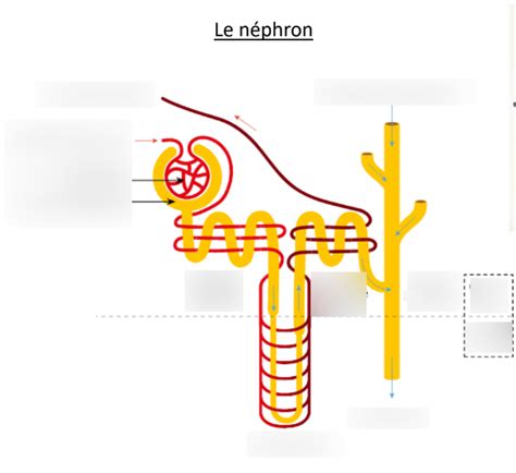 Schéma du néphron Diagram Quizlet