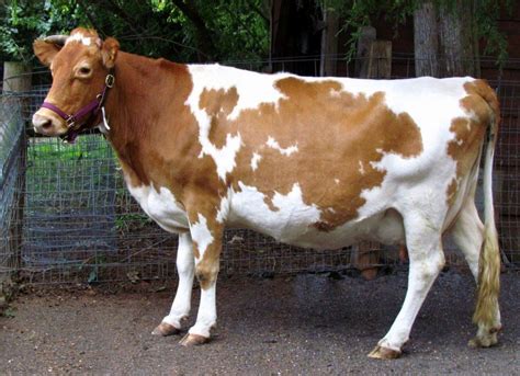 Guernsey Cattle Info Size Lifespan Uses And Pictures