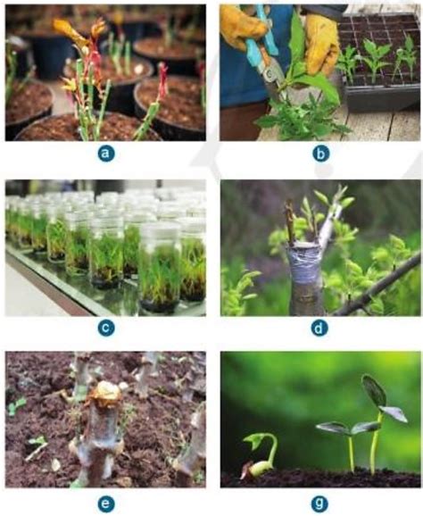 Công nghệ 7 Cánh diều Bài 3 Nhân giống cây trồng