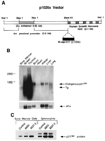 Schematic Representation Of The Lck E H Ras N Transgene And Total
