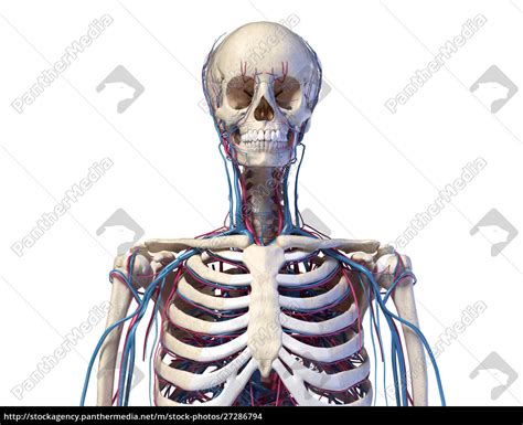 Anatomia Do Tronco Humano Esqueleto Veias E Stockphoto