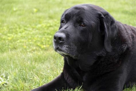 Tumori Mammari Benigni Nel Cane Cause Sintomi E Cure