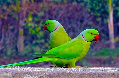 Indian Ringneck Parakeet Colors