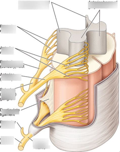 Spinal Cord Diagram Quizlet