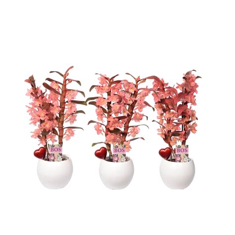 Dendrobium Nobilé Colour 2 tak Red Love Lisa white spray