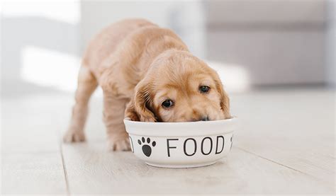 Comment Choisir Son Chien Jardiland