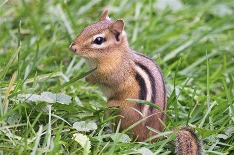 How To Get Rid Of Chipmunks Simple Safe And Effective Methods