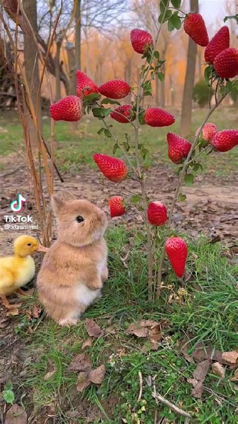 Милый крольчёнок Baby animals funny Funny animal videos Cute baby