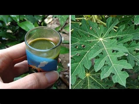 HOJA DE PAPAYA O LECHOSA CURA DEFINITIVA PARA LA DIABETES Y EL