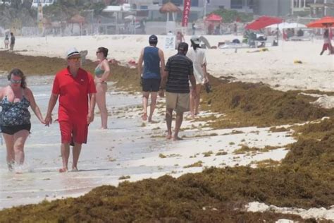 Prevén récord histórico de arribo de sargazo en playas de Quintana Roo