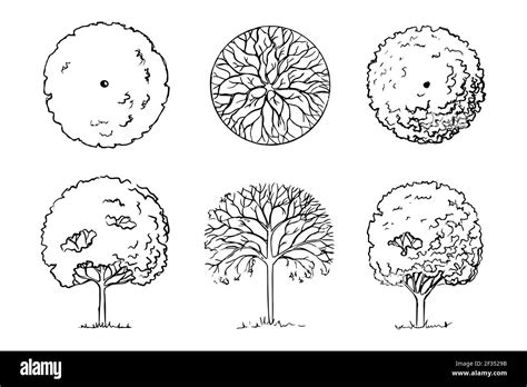 Hand Drawn Sketch Of Trees Landscaping Three Deciduous Garden Woody