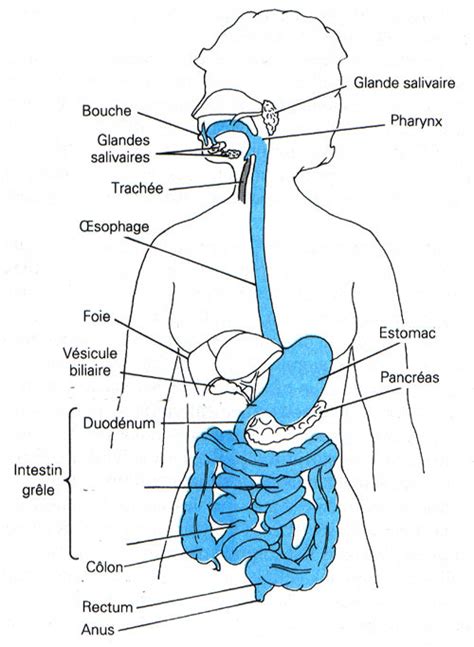 4 Organes De L Appareil Digestif