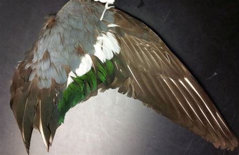 Waterfowl Identification For UCWP Flashcards Quizlet