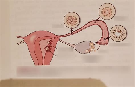 Chapter 49 OB First Trimester Hagen Ansert Diagram Quizlet