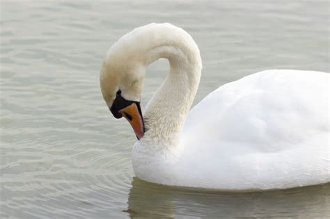 Höckerschwan Schwan Vogel Kostenloses Foto auf Pixabay Pixabay