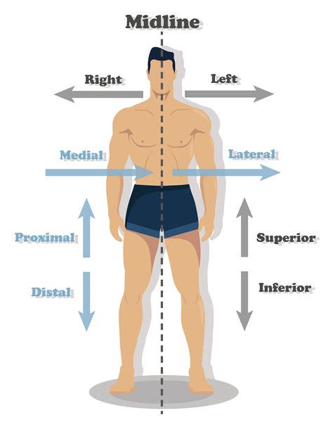 Anatomical Position And Directional Terms Definitions 46 OFF