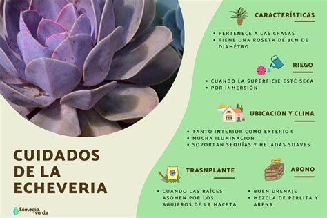estafa Categoría ocio tipos de suculentas echeveria Acrobacia pedir