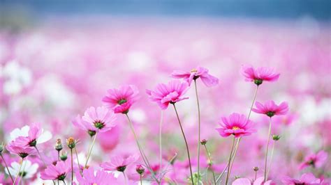 Printemps Wallpapers Top Free Printemps Backgrounds WallpaperAccess