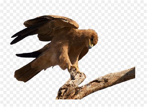 Oiseau Oiseau De Proie Vautour PNG Oiseau Oiseau De Proie Vautour