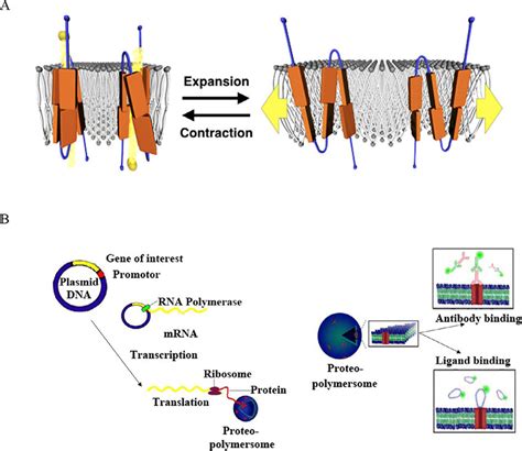 A Schematic Of Artificial Transmembrane Mechano Sensitive Channels