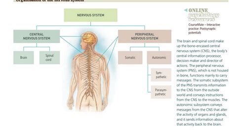 The Peripheral Nervous System Diagram Quizlet