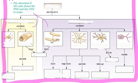 Neurolia Glial Cells Diagram Quizlet