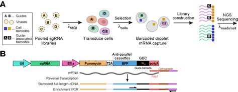 perturb seq single cell portal