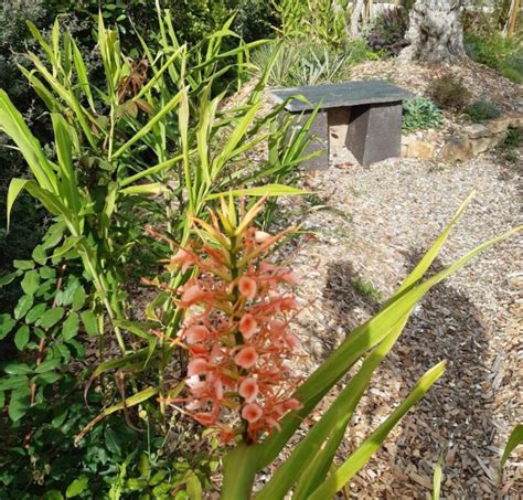 HEDYCHIUM coccineum aurantiacum Pépinières Ripoche Nantes Divatte