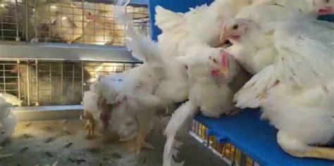 Aeres Field Study Catching Broilers Improvement