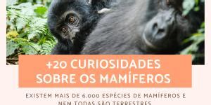 Curiosidades sobre os coalas 10 FATOS CURIOSOS que você não sabia