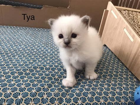 Tya Des Sages Sacrés Chaton Sacré de Birmanie Charente Maritime