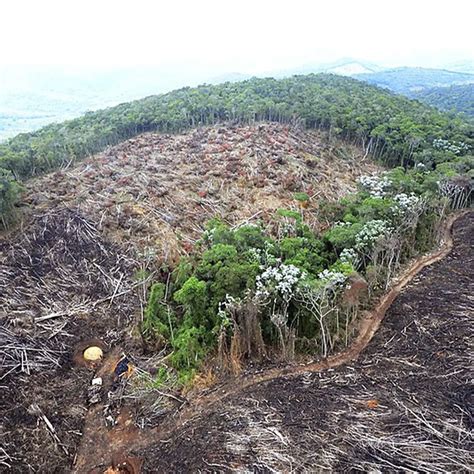 Mata Atlântica lidera lista de biomas espécies ameaçadas Meio