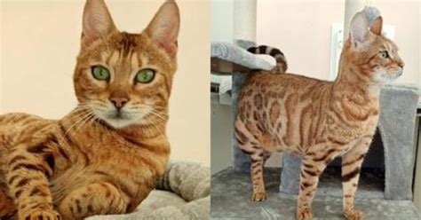Questa gattina del Bengala è riuscita a trovare qualcuno che l ha