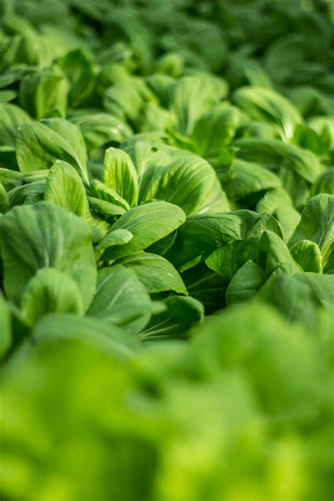 Free Images Field Lawn Flower Food Salad Herb Produce