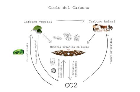 Ciclo Del Carbono Ciclo Del Carbono Microorganismos Fotosintesis