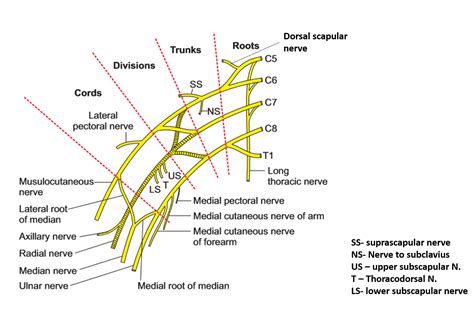 Brachial Plexus Anatomy QA