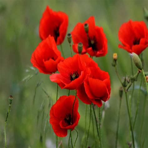 Poppy Shirley Red Flower Seeds Buy Seeds Online At Best Price In