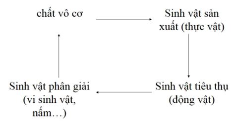 ĐÚNG NHẤT Sinh vật tiêu thụ là gì