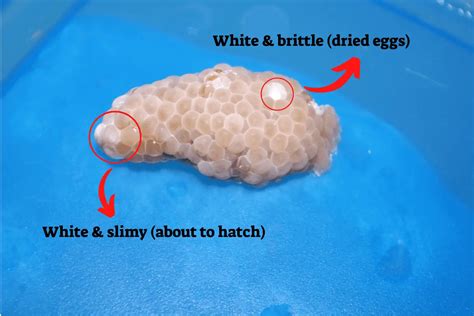 Mystery Snail Eggs 101 Care Stages Fertilization More Pet Fish