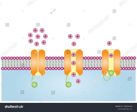 Voltage Gated Ion Channel Mechanism For The Royalty Free Stock
