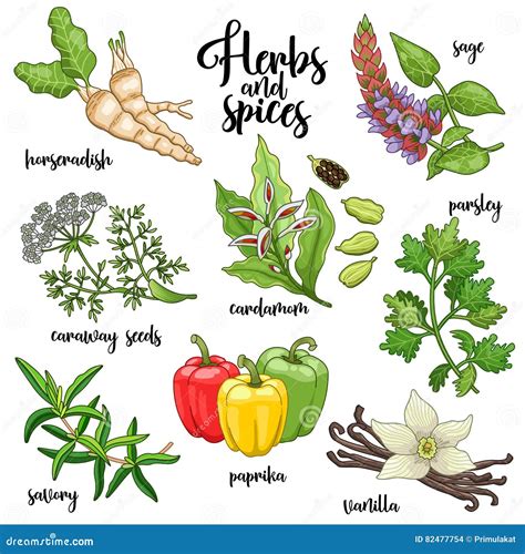 Sistema Del Vector De Las Especias Y De Las Hierbas Coloreado En Blanco