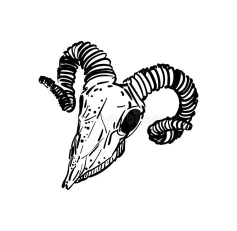 Goat Skull Hand Drawing Goat Head Skeleton Stock Vector Illustration