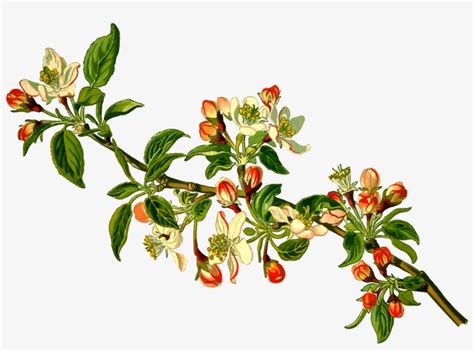 Branch Clipart Apple Tree Malus Domestica Free Transparent PNG