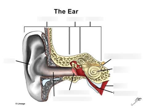 Hearing Assessment And Intervention The Ear Labelling Diagram Quizlet