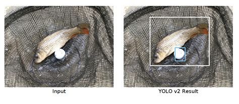 Fish Detection With Modern Deep Learning Object Detection And Semantic