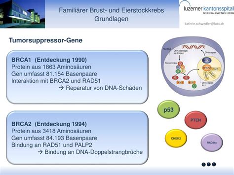 Ppt Famili Rer Brust Und Eierstockkrebs Powerpoint Presentation