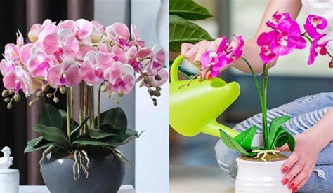 12 Plantas con Flores ideales para cultivar en Macetas pequeñas Eco