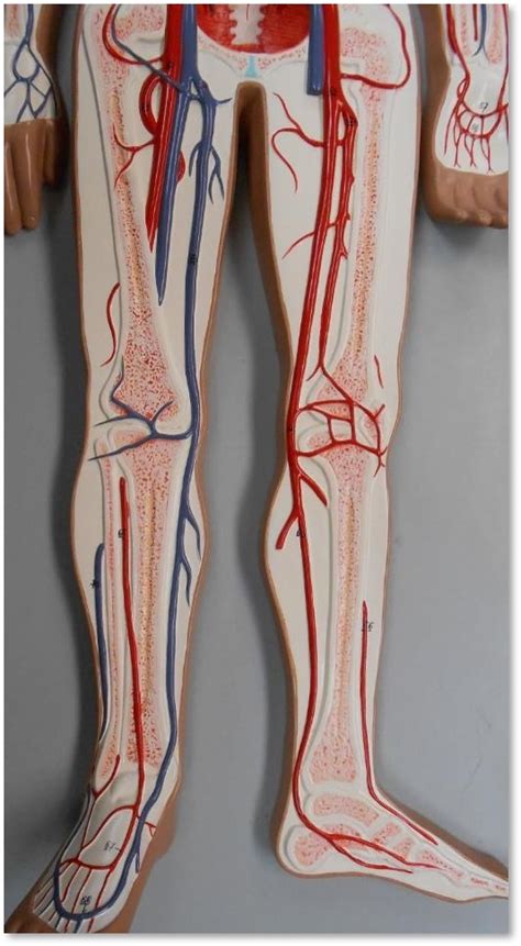 A P Lab 1 Leg Vessels Diagram Quizlet