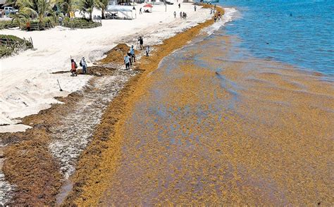 Temporada de Sargazo 2023 cuándo se termina en Cancún Telediario México