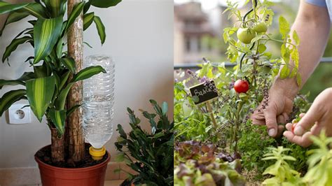 Consejos Sostenibles Para Cuidar Las Plantas